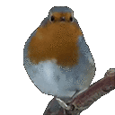 Dancing Robin Bird Spray for Team Fortress 2 | TF2 Sprays