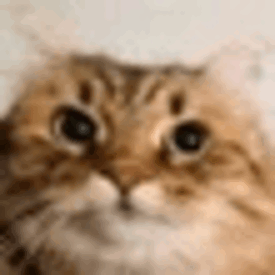 Le Cat Spray Pack Spray for Team Fortress 2 | TF2 Sprays