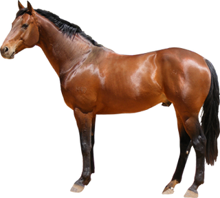 Sprays [Source Engine]