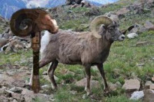 [SENSITIVE CONTENT] Weed Fortress Mod for Team Fortress 2 | TF2 Mods