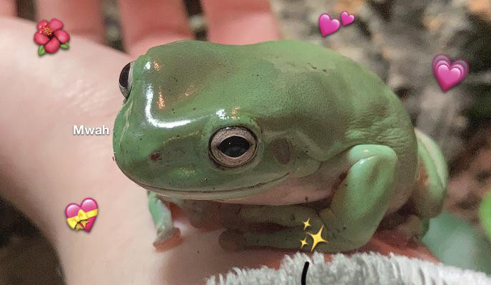 Playable Pog Frog [Friday Night Funkin'] [Mods]