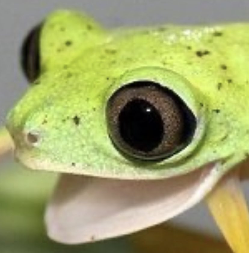 Playable Pog Frog [Friday Night Funkin'] [Mods]