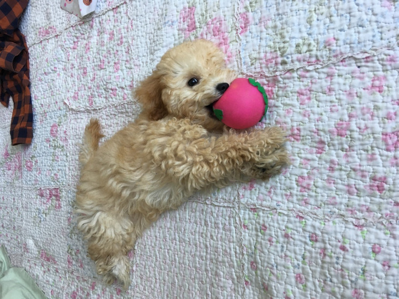 Vs Pug Full Week Mod for Friday Night Funkin' | FNF Mods