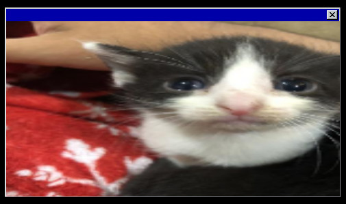 bob and ron sing triggered Mod for Friday Night Funkin' | FNF Mods