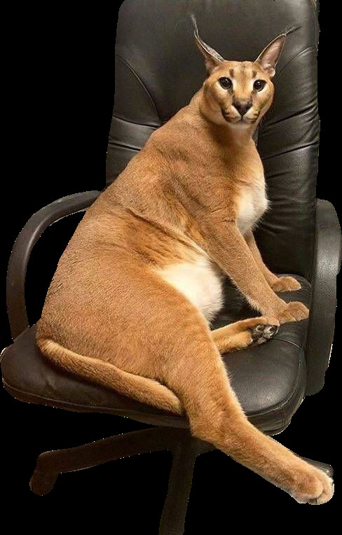 Friday Night Floppin' (VS Chair Floppa) [Friday Night Funkin'] [Mods]