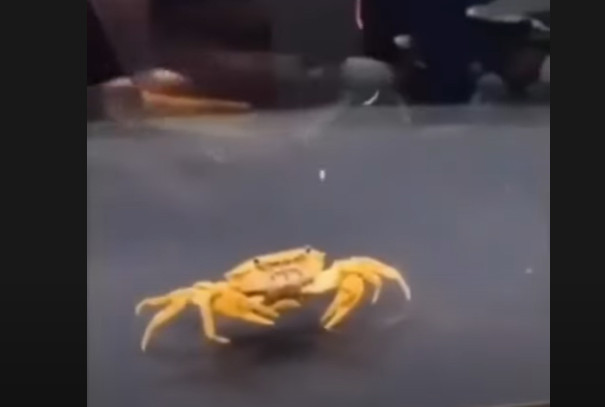 Tuesday Morning Greed (VS Mr Krabs Dies) [Friday Night Funkin'] [Mods]