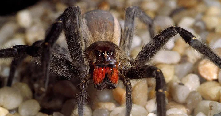 Real Life Spiders Part 1 Mod for Spider-Man: Web of Shadows | SM:WoS Mods