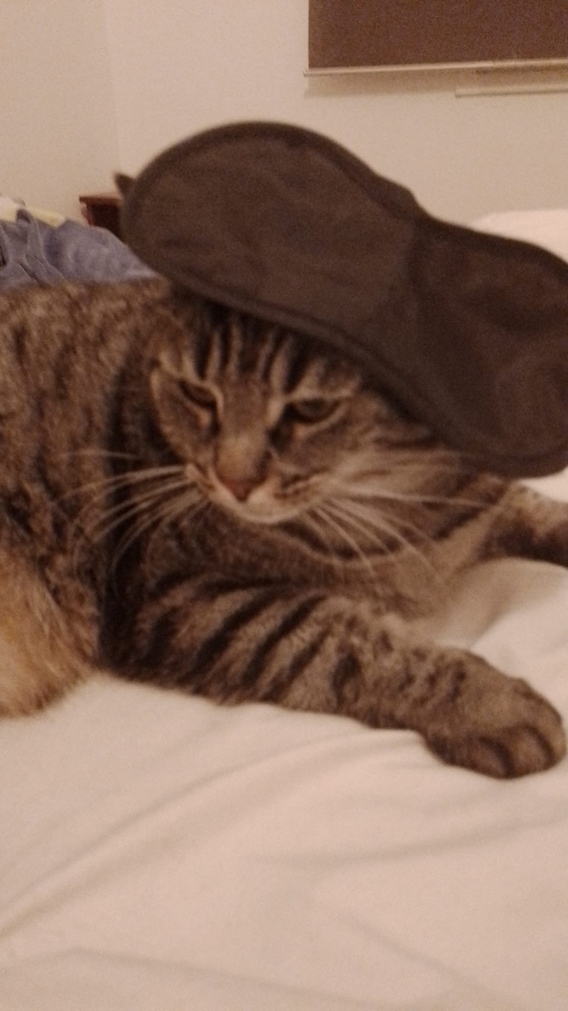 fnf vs amor V1 and V2!!! Mod for Friday Night Funkin' | FNF Mods