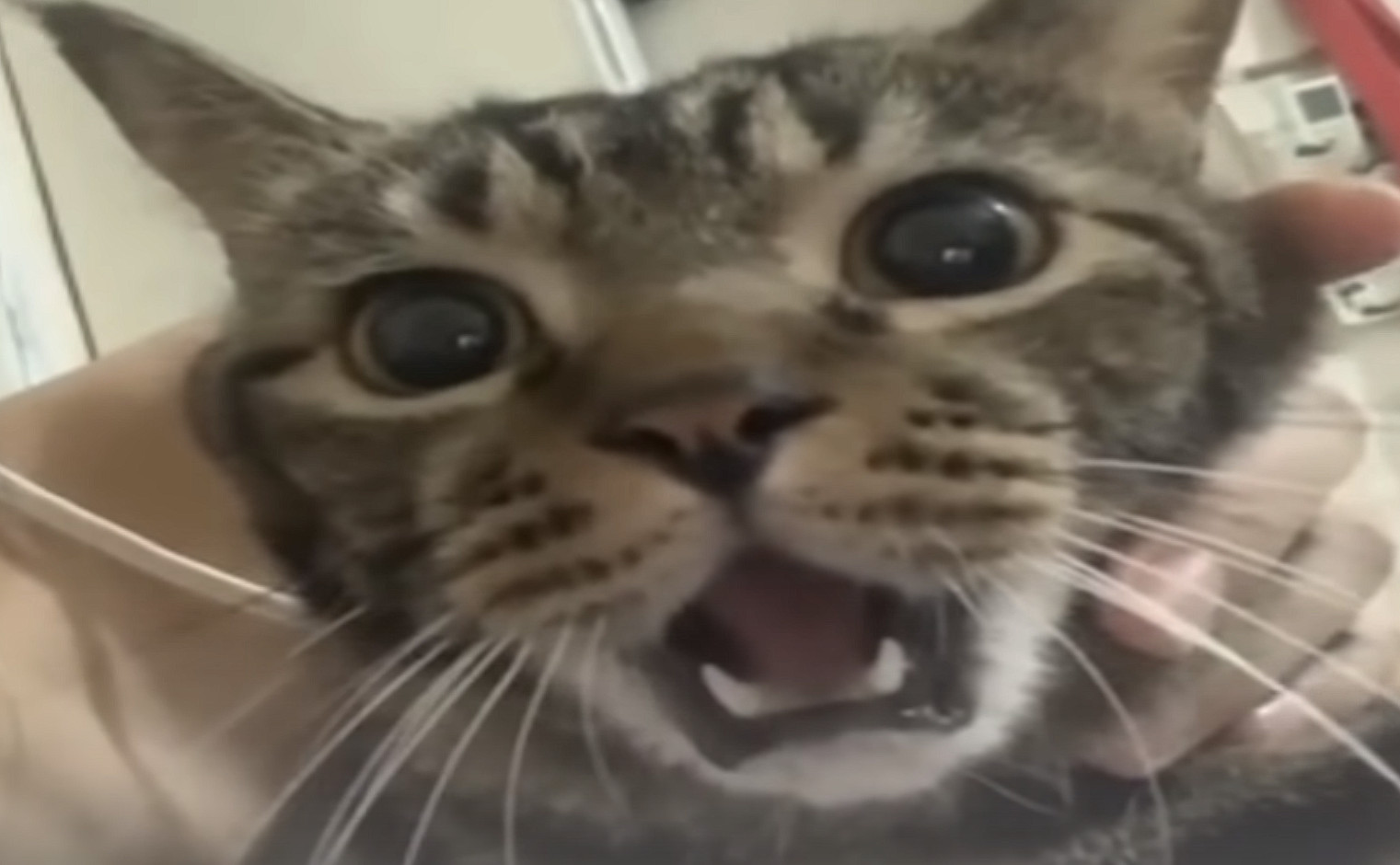 Clown Gutter Mod for Pizza Tower | PT Mods