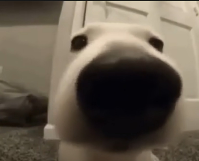 dog man & petey chromatic Mod for Friday Night Funkin' | FNF Mods