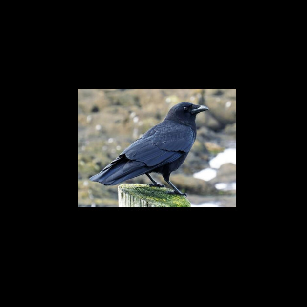 Vs. Crow Mod for Friday Night Funkin' | FNF Mods