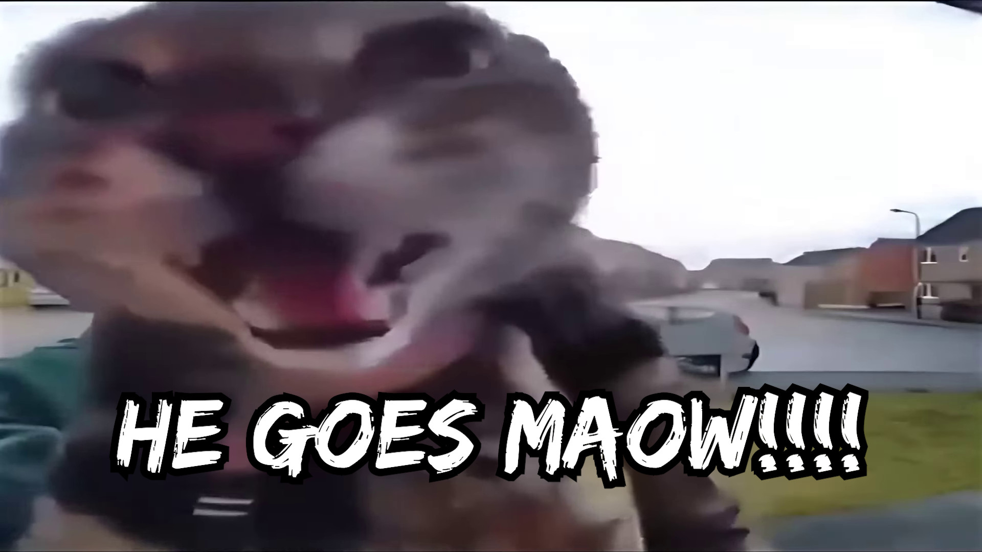 MAOW cat 1080p 60fps valve intro Mod for Team Fortress 2 | TF2 Mods