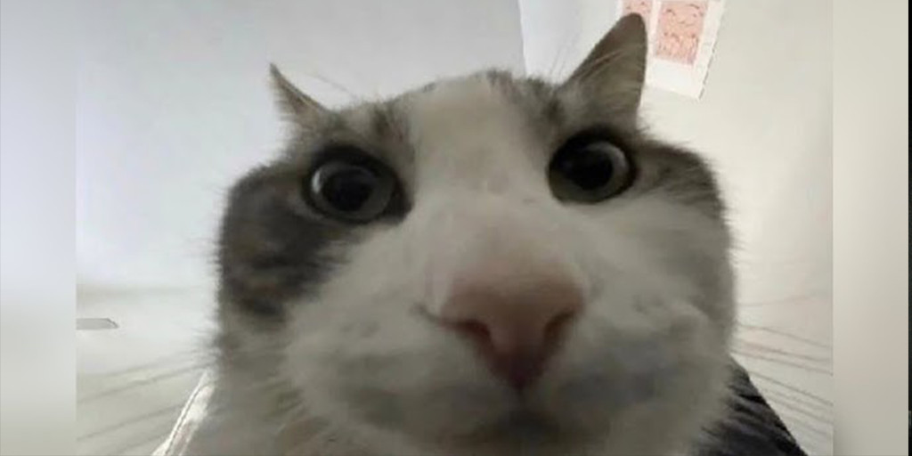 Dumb cat main menu Mod for Counter-Strike: Source | CS:S Mods