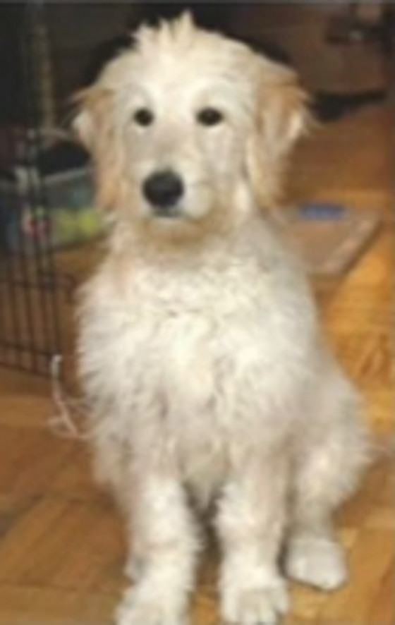 Cowboy Show (Friend Inside Me Mod) Mod for Friday Night Funkin' | FNF Mods