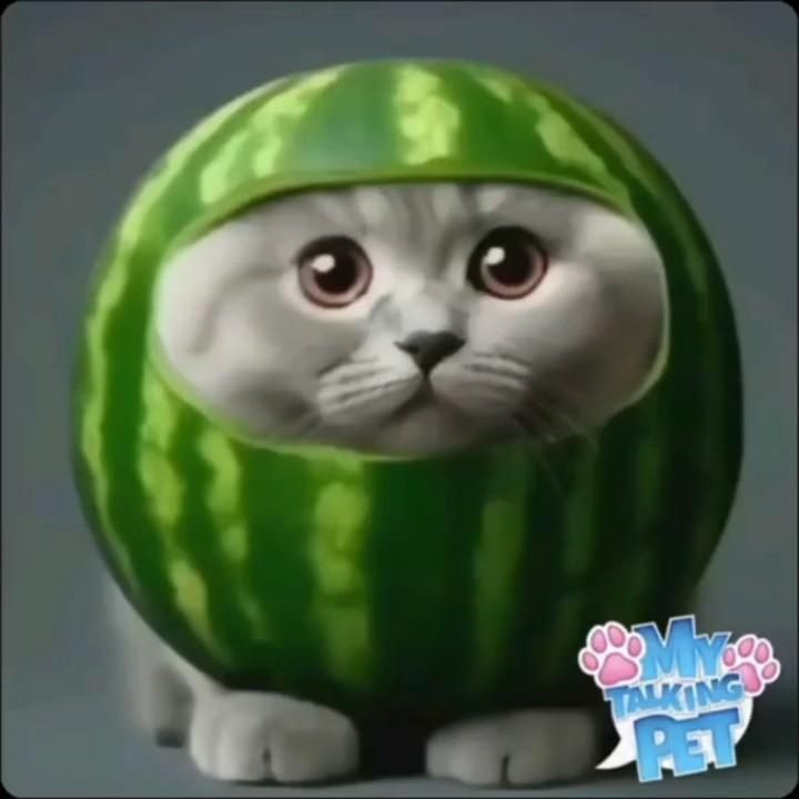VS Watermelon Cat Mod for Friday Night Funkin' | FNF Mods