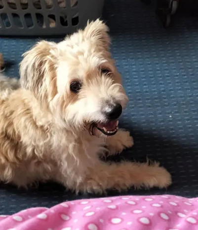 Ozzy Pawsborn Prince of barkness Mod for Sonic Adventure 2 | SA2 Mods