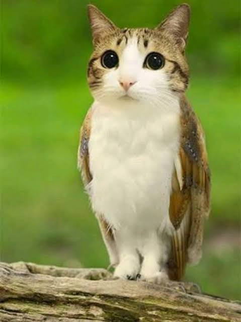 Meowl Mod for Friday Night Funkin' | FNF Mods