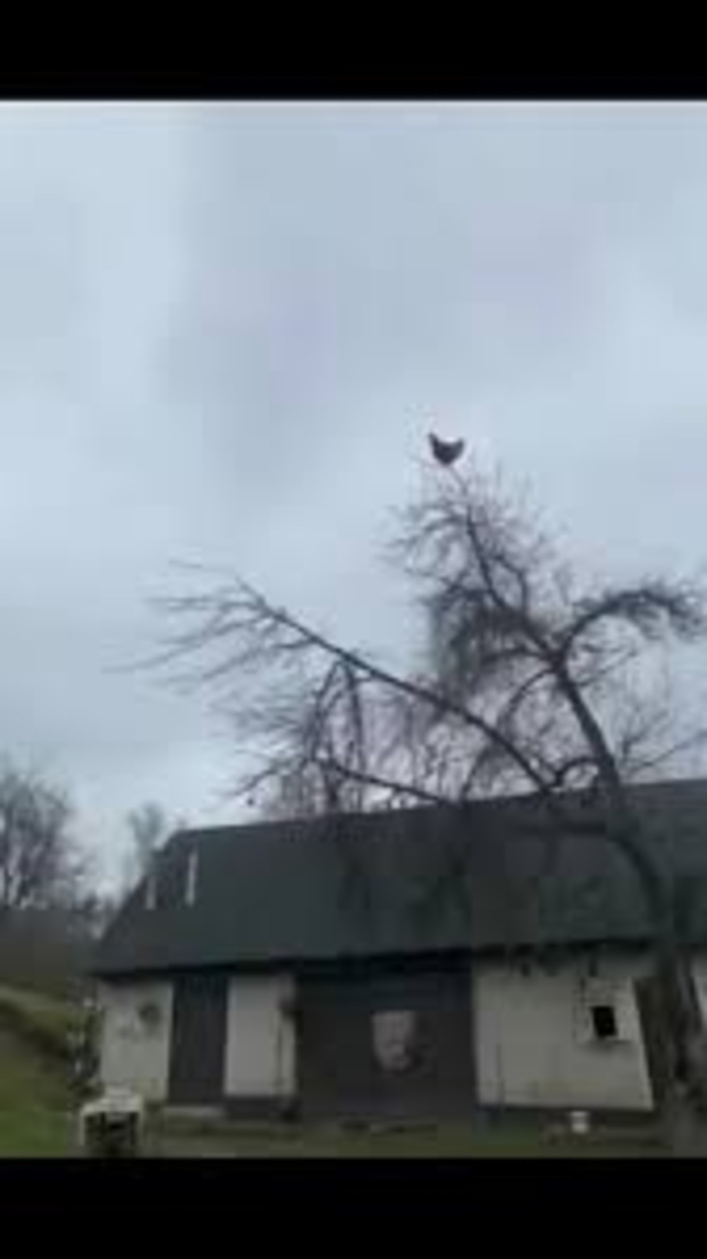 Screaming Chicken Mod for Friday Night Funkin' | FNF Mods