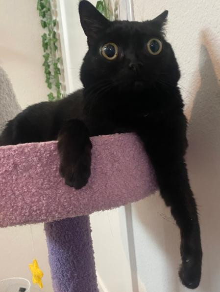 GramApple Funkin! [Friday Night Funkin'] [Works In Progress]