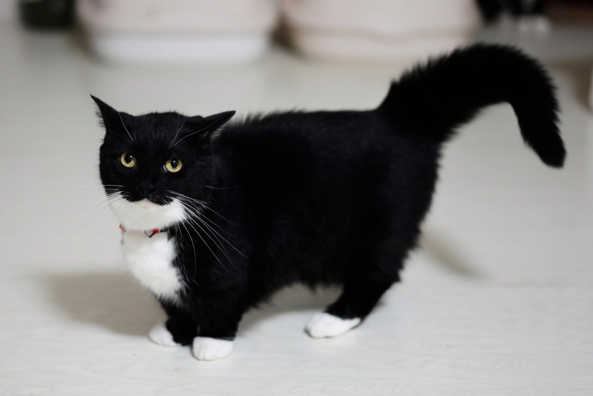 Loading screen is cat Request for Super Smash Bros. Ultimate | SSBU ...