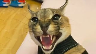 FNF Vs Hecker/Got Heck'd DWP Pack Modding Tool for Friday Night Funkin ...