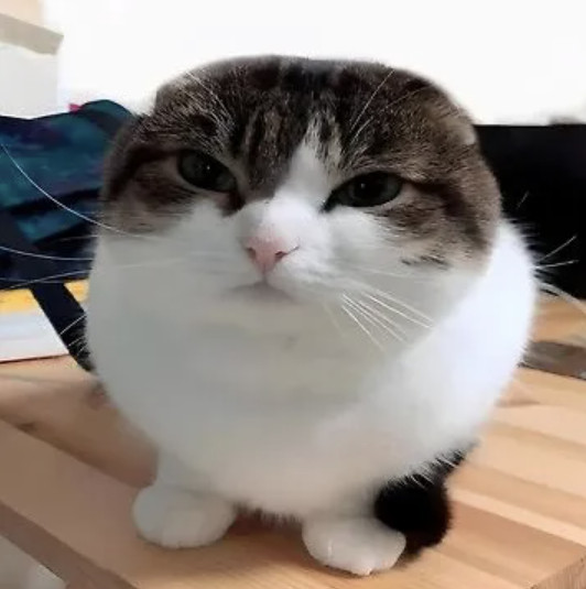 STK's FanChart Collection Work In Progress for Friday Night Funkin ...